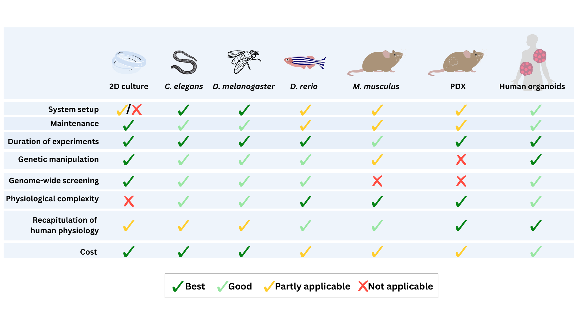 Comparison of various model systems for disease study - Bioway Tech