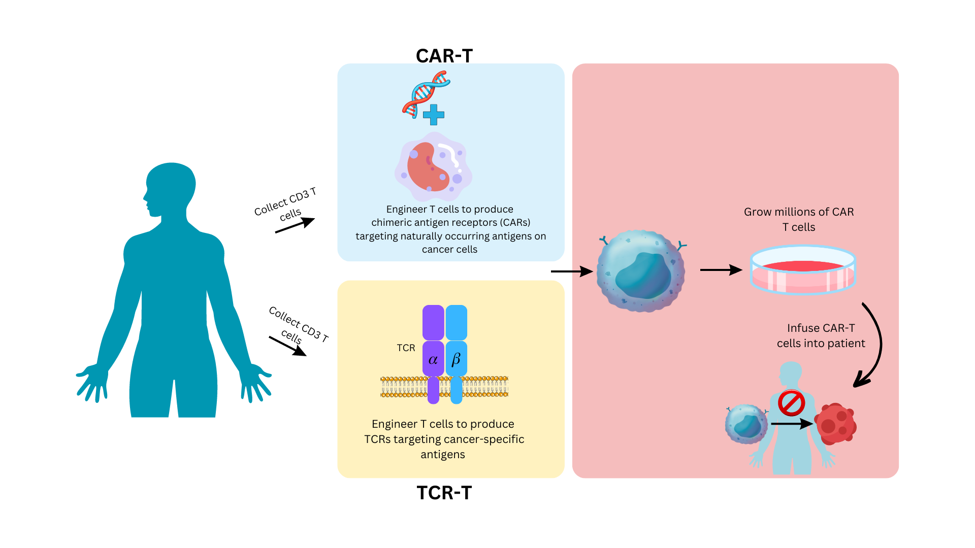 CAR-T vs TCR-T - Bioway Tech