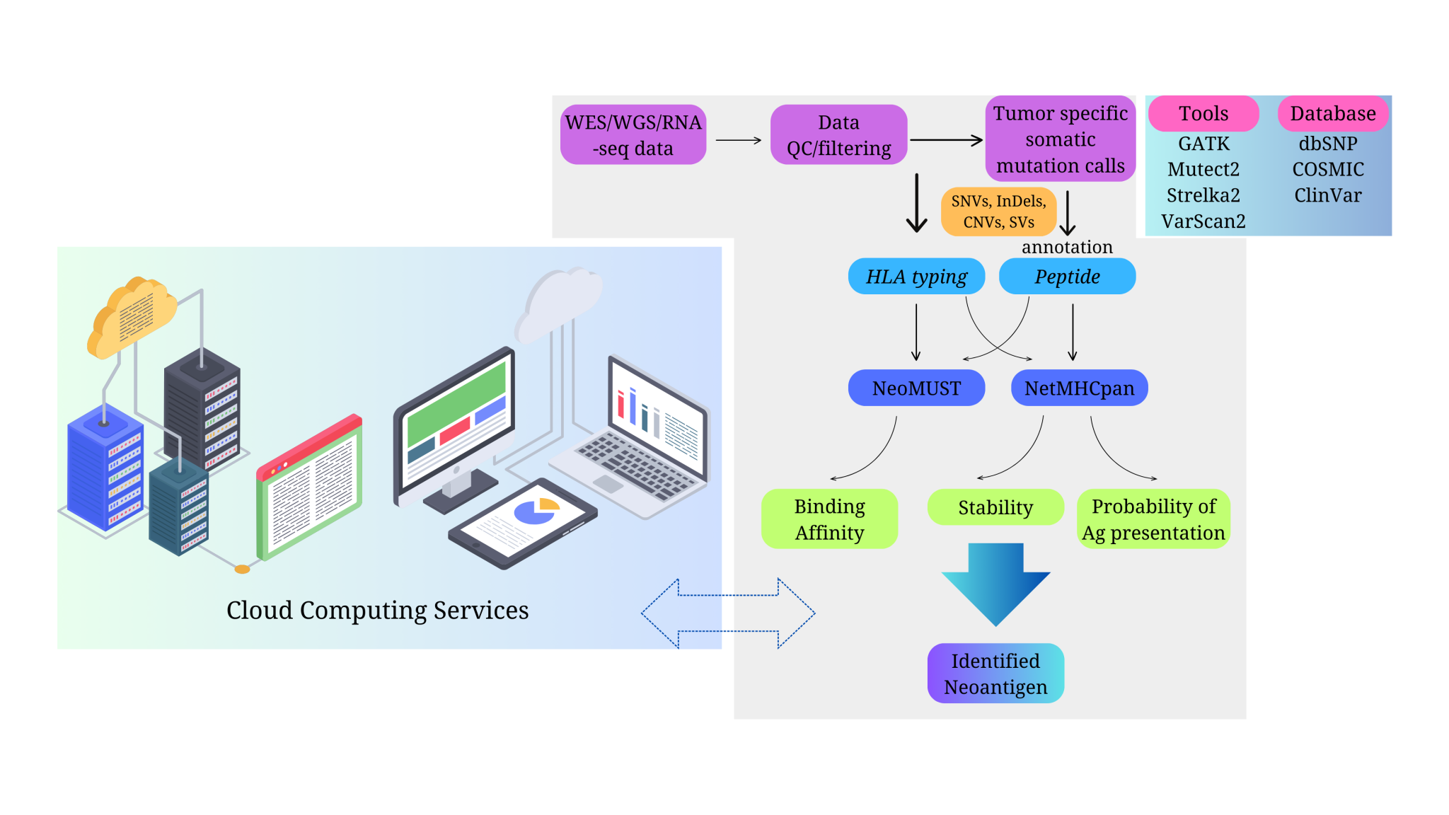 AI Assisted Neoantigen Identification: A Promising Approach for ... AI Assisted Neoantigen Identification: A Promising Approach for ...